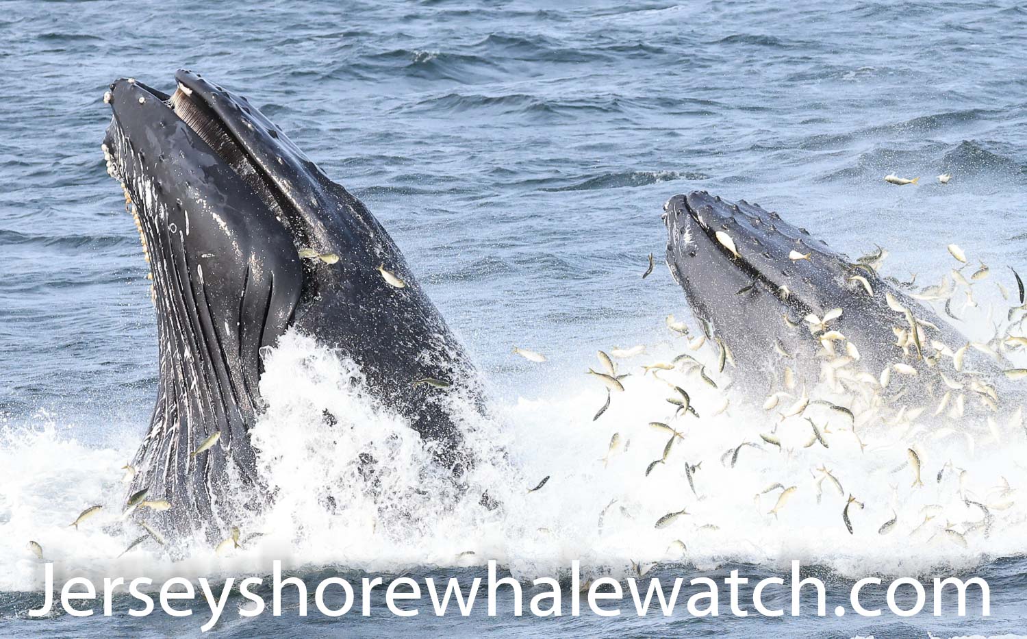 whale watching trip 4 whales! - Bill McKim’s Jersey Shore Whale Watch Tour