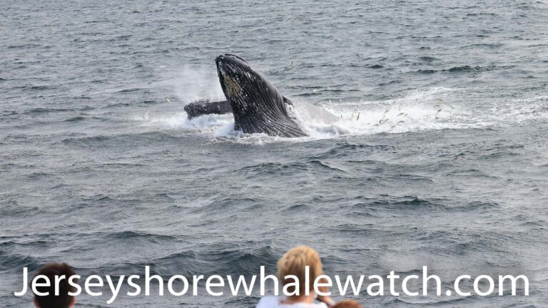 whale watching trip 4 whales! - Bill McKim’s Jersey Shore Whale Watch ...