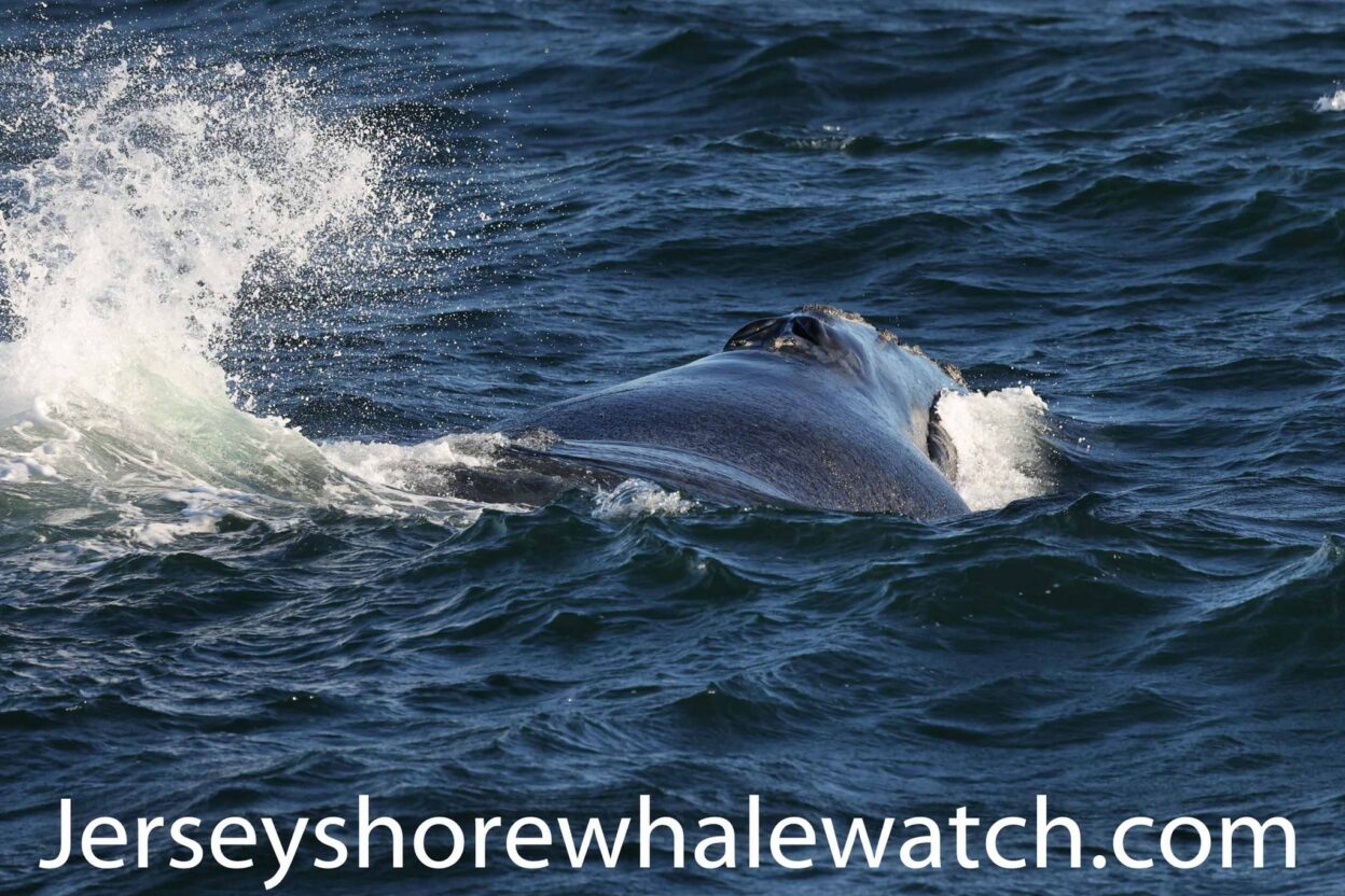 Rare North American Right Whale photographed Jersey Shore coastline ...