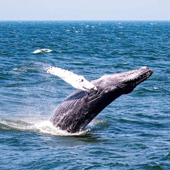 We are the only tour that guarantees you will see a whale! - Get ...
