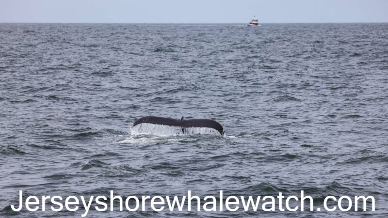 belmar nj whale watching Archives - Bill McKim’s Jersey Shore Whale ...