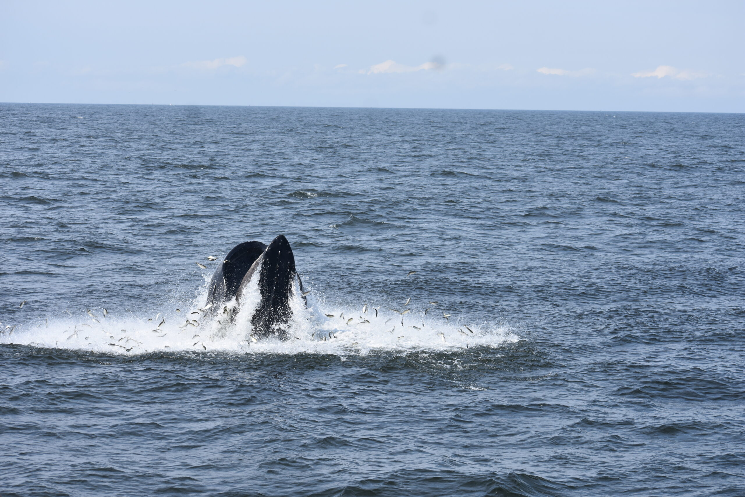 Sunday July 11th whale watching trip report - Bill McKim’s Jersey Shore ...