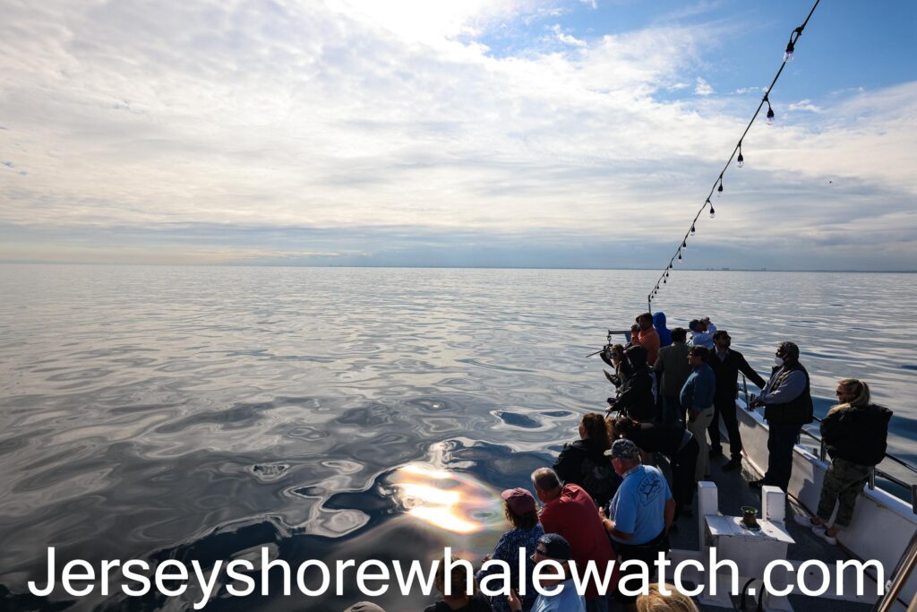 Pelagic Birding tours Archives - Jersey Shore Whale Watch Tour 2022 Season