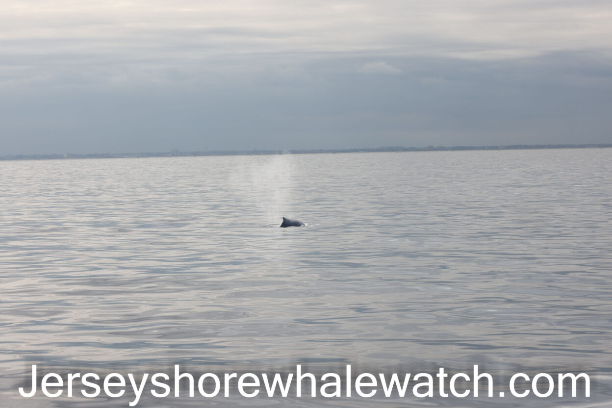 Pelagic Birding tours Archives - Bill McKim’s Jersey Shore Whale Watch ...