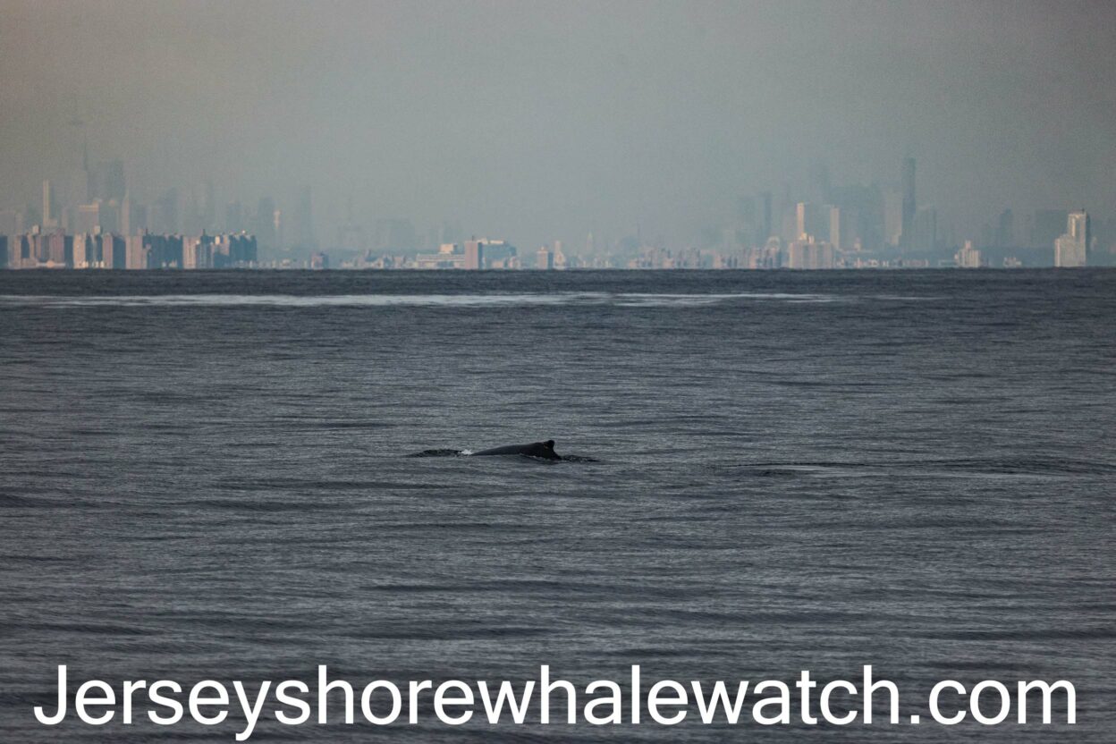 Pelagic Birding tours Archives - Jersey Shore Whale Watch Tour 2022 Season