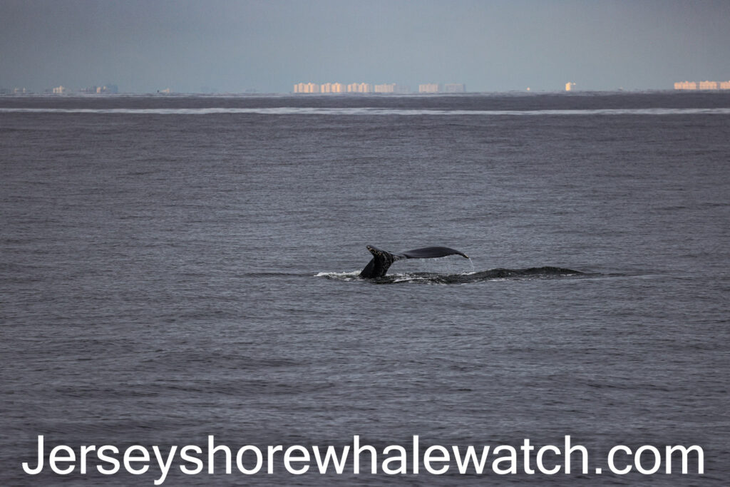 Pelagic Birding tours Archives - Jersey Shore Whale Watch Tour 2022 Season