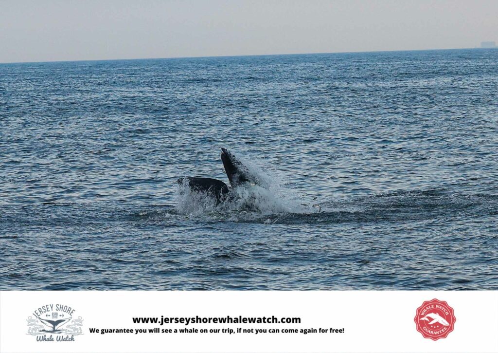 Pelagic Birding tours Archives - Bill McKim’s Jersey Shore Whale Watch ...