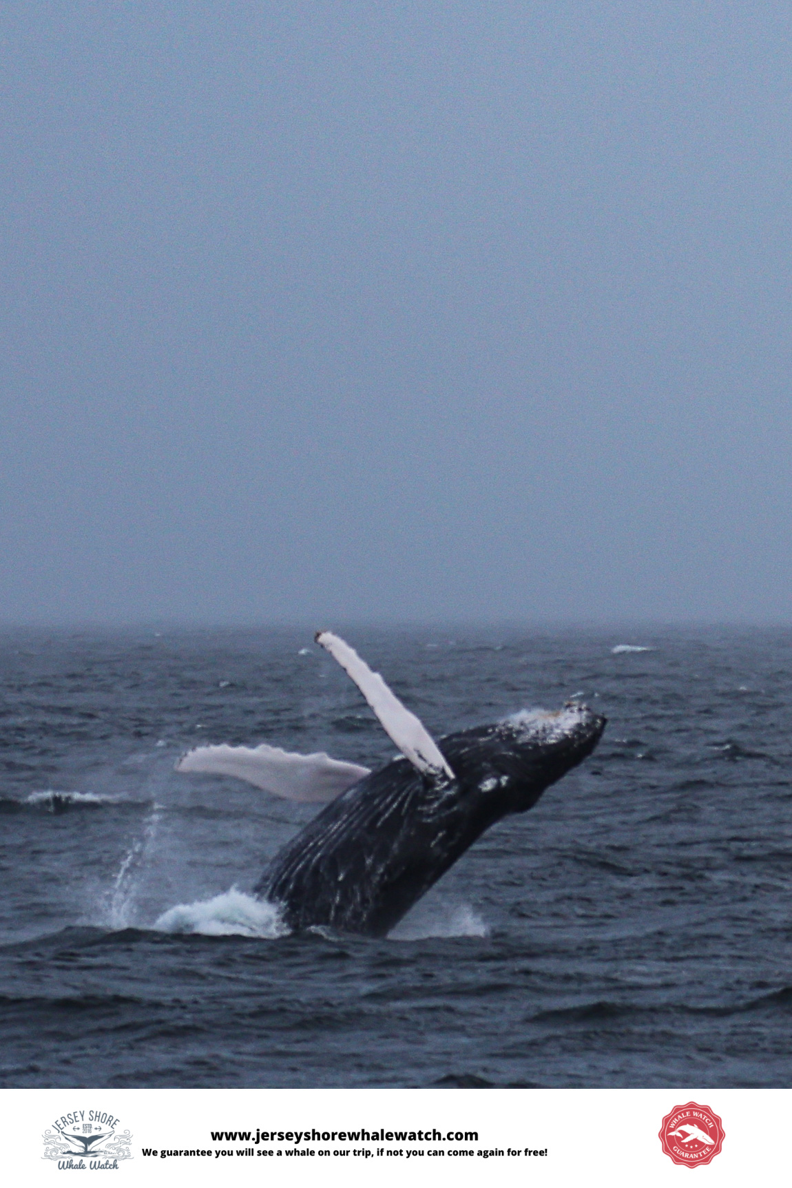 Friday afternoon whale watching adventure 8/26/2022 - Bill McKim’s ...