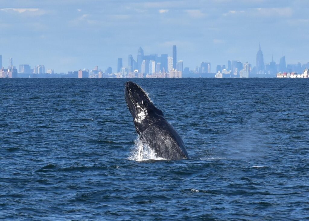 Wednesday Sept 28th whale watching report 2 whales, breaching, tail ...