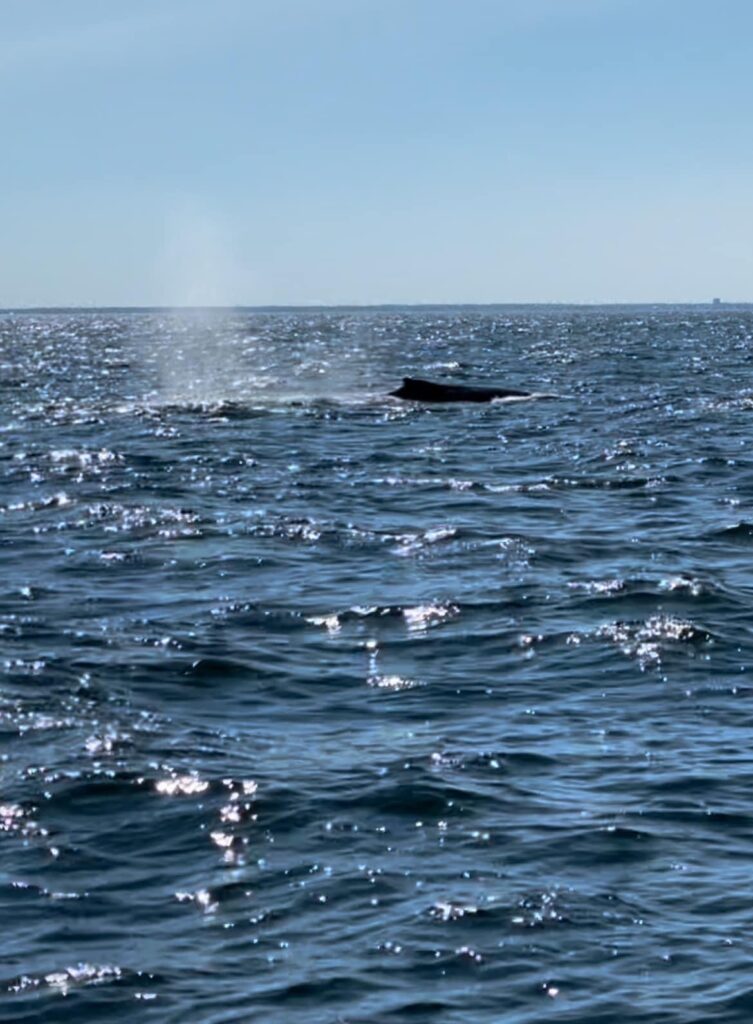 Wednesday September 14 2022 trip report Jersey Shore Whale Watch ...