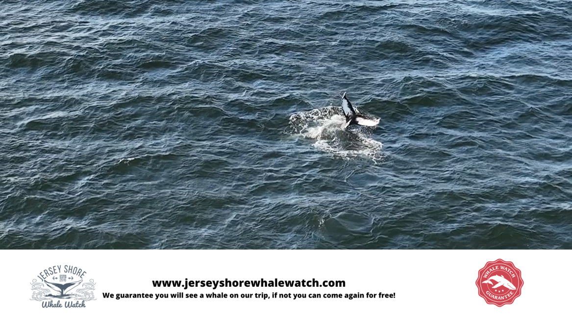 Wednesday afternoon whale watching trip 3 humpback whales Hammerhead ...