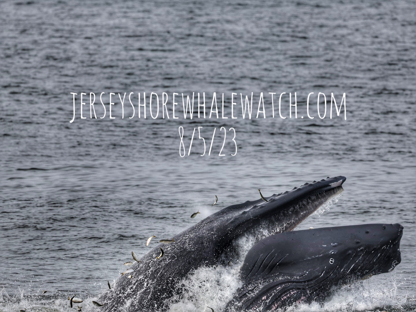 Saturday amazing trip - Bill McKim’s Jersey Shore Whale Watch Tour