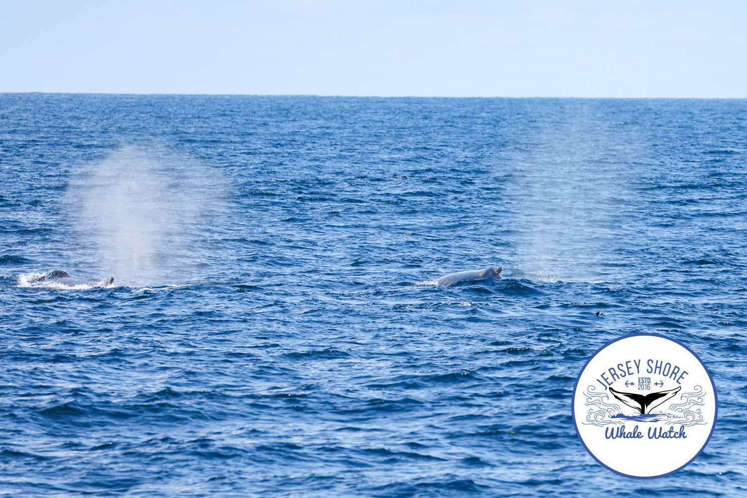 Offshore Wreck Trip Report 9/12/2023 - Bill McKim’s Jersey Shore Whale ...