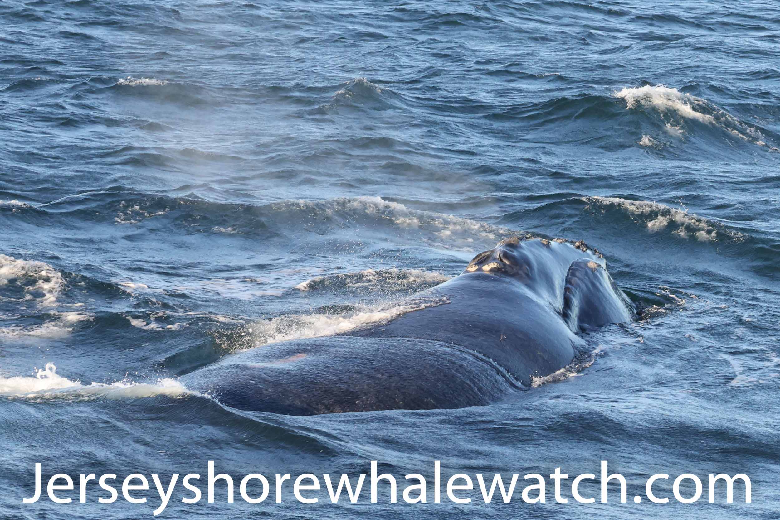 The Day we saw a North Atlantic Right Whale in New Jersey - Bill McKim ...