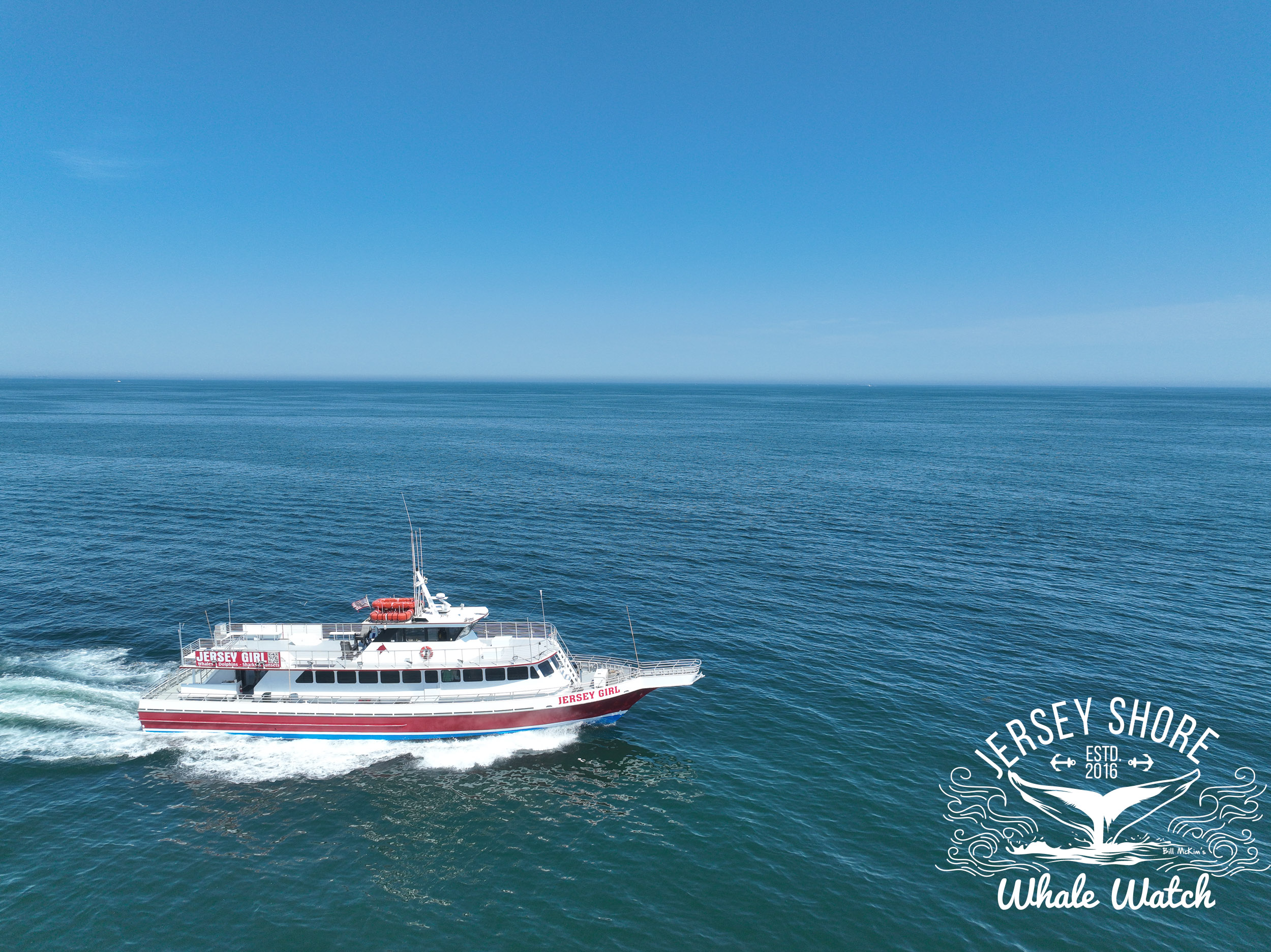 Saturday whale watching trip report whales whales whales and dolphins ...