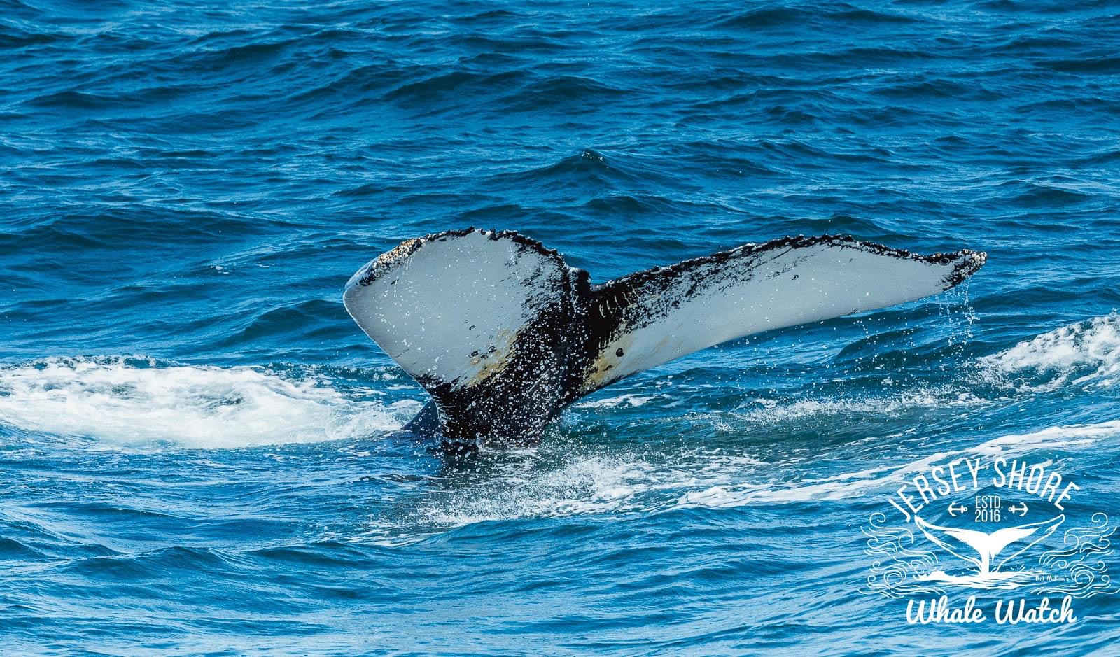 June 20th whale watching crystal clear water and whales - Bill McKim’s ...