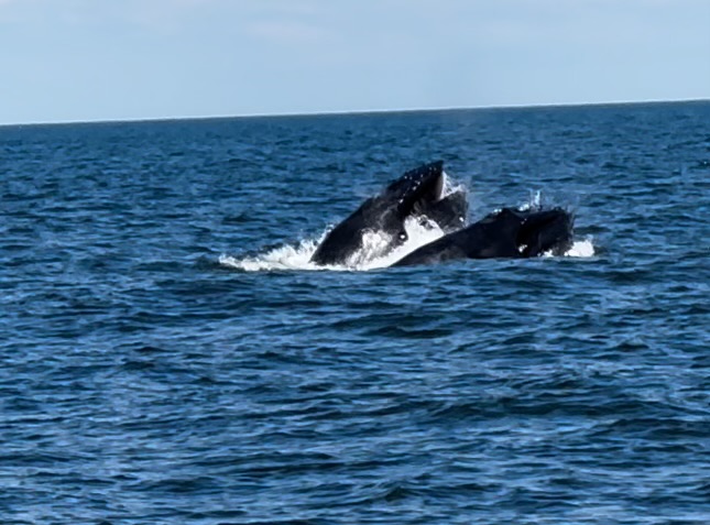Trip review July 1st 2024 dolphins and 4 humpback whales - Bill McKim’s ...