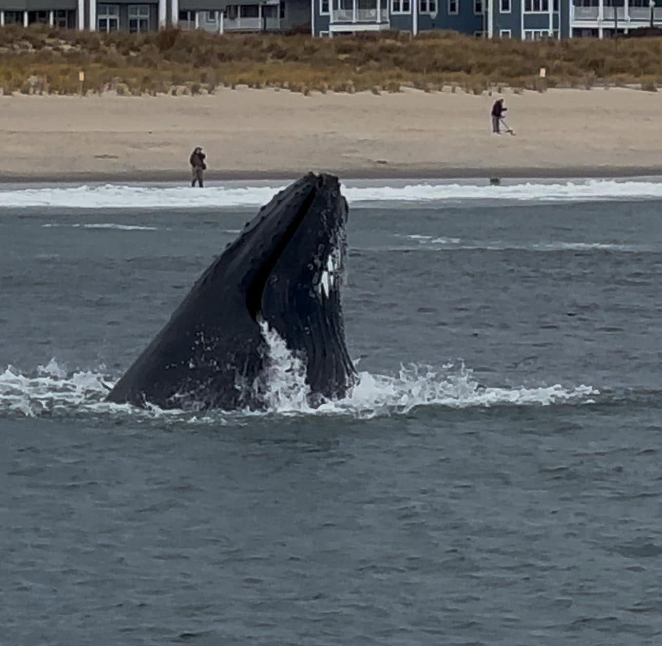 Friday Nov 29th Whale Watching Report 2 humpback whales Ocean Grove NJ ...
