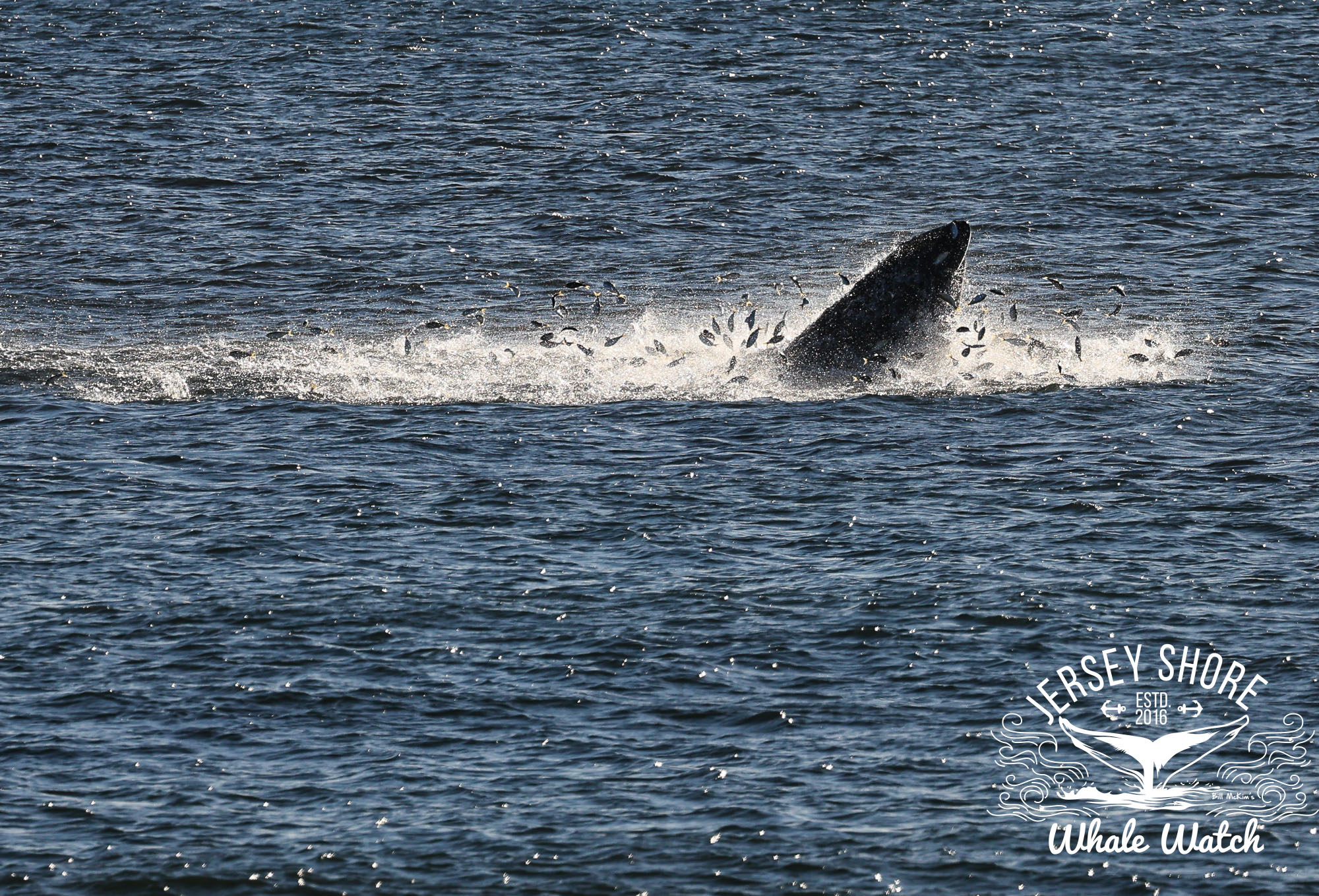 Saturday morning plenty of whales along the beach in Avon Belmar Spring ...