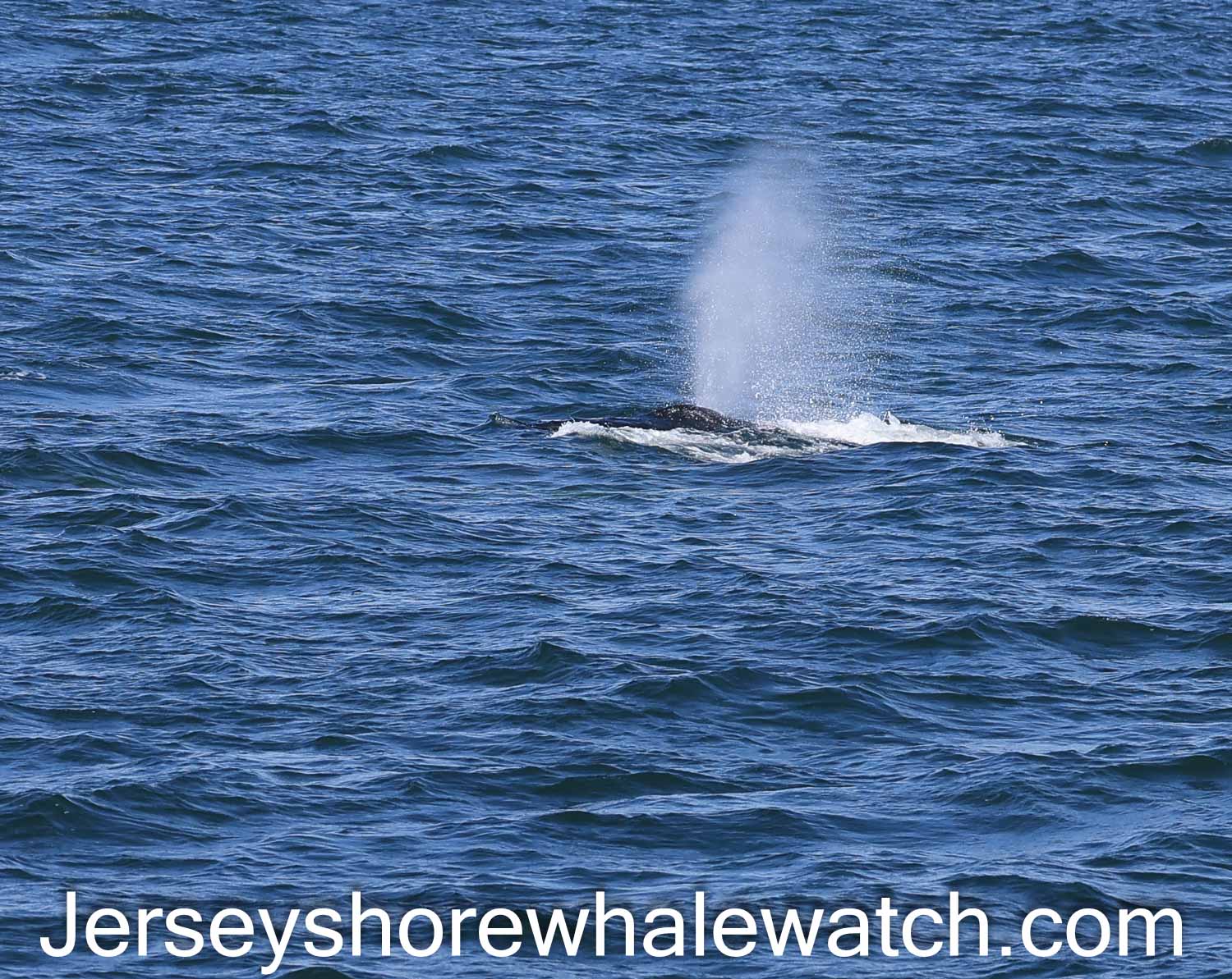 Late April and early May 2025 whale watching reports New Jersey - Bill ...