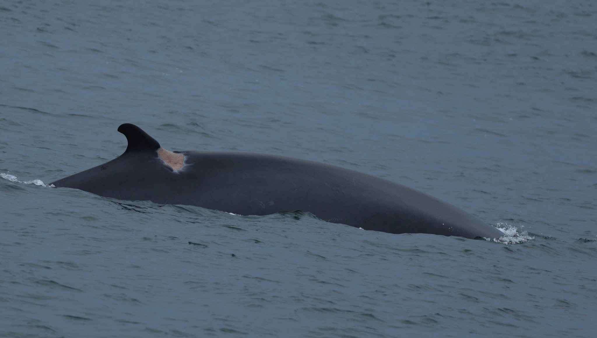 July 2, 2025 – A Big Surprise on the Jersey Shore: Finback Whale ...
