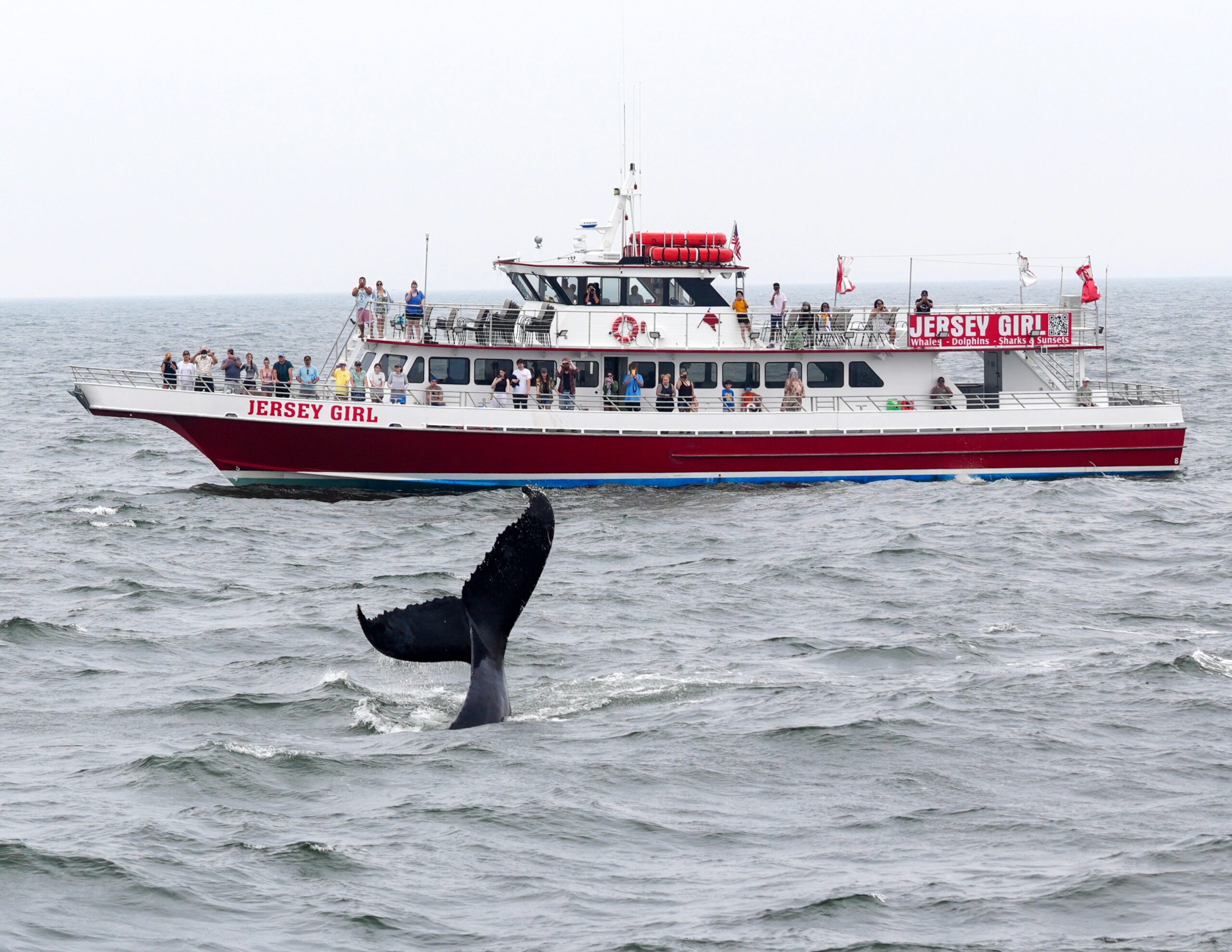 3 Humpback Whales and Over 50 Dolphins Spotted Today! 7/27/2025 Belmar ...
