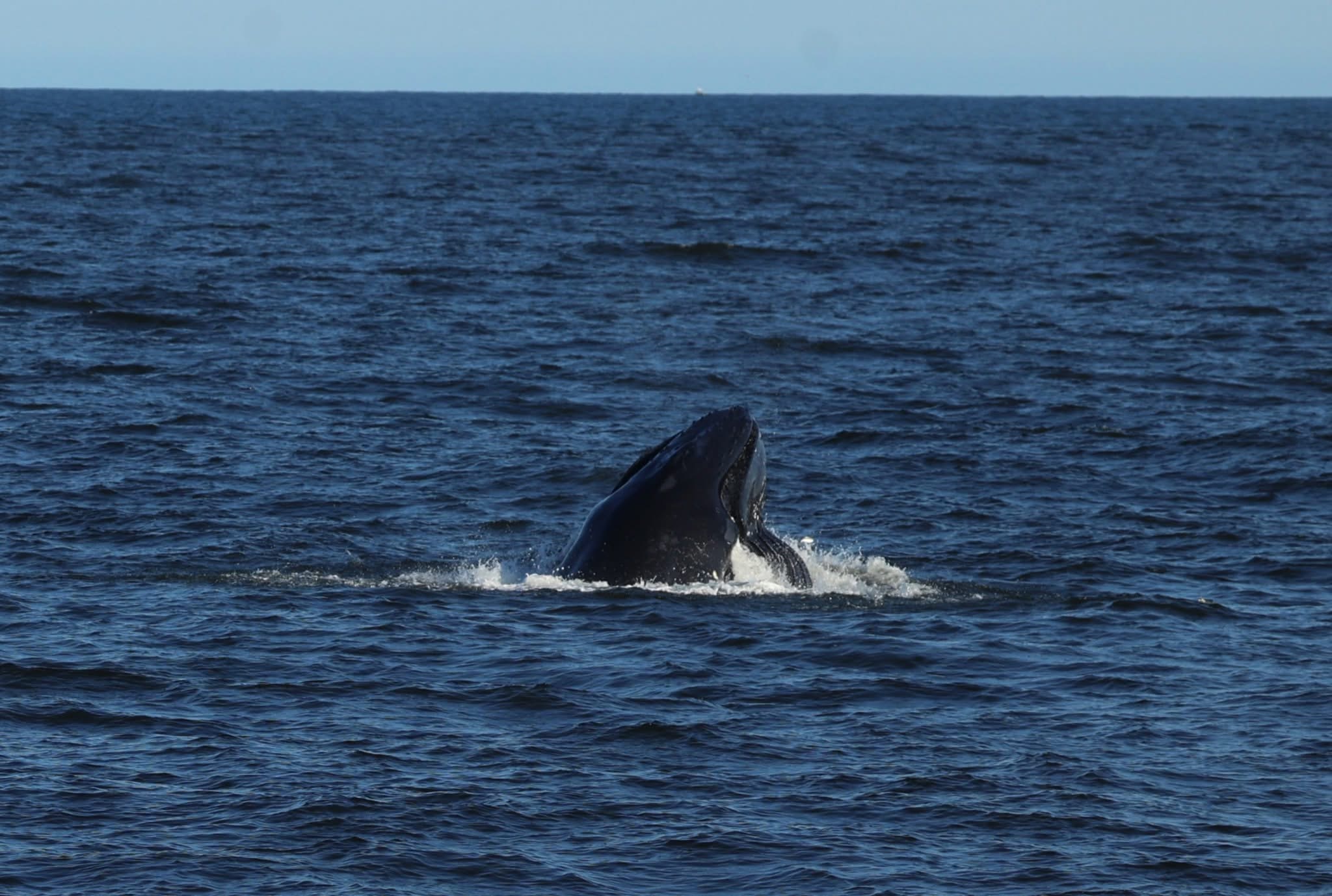 August 9, 2025 – Trip Report from Jersey Shore Whale Watch - Bill McKim ...
